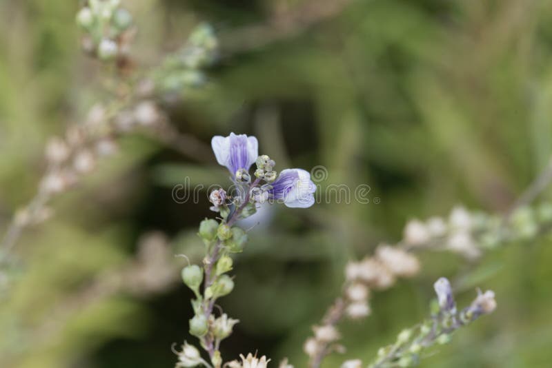 Flower of a Pale Toadflax, Linaria Repens Stock Image - Image of fresh ...