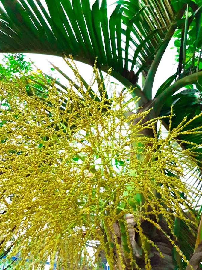 The Flower of Palm on the Palm Tree Stock Image - Image of sunset ...