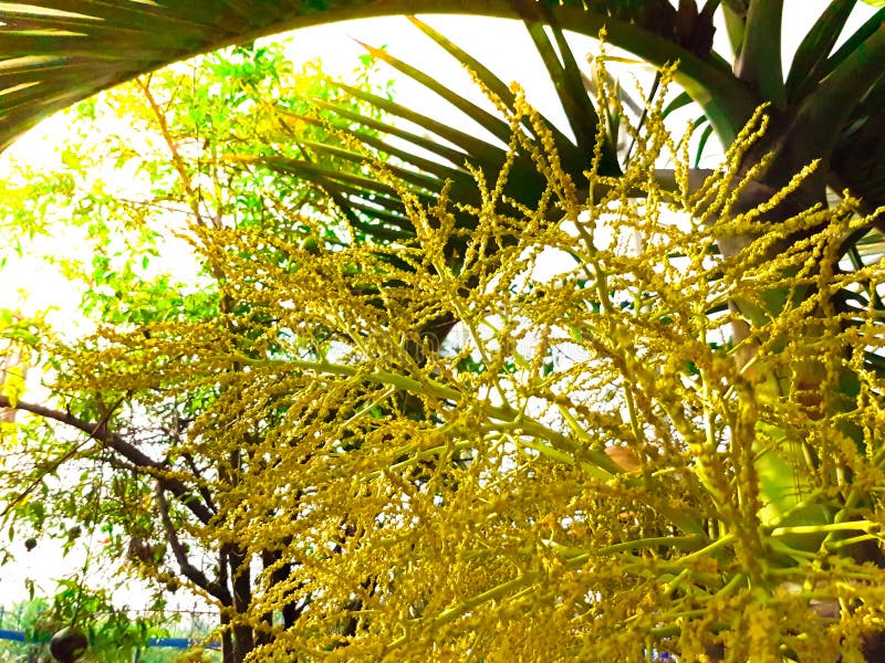 The Flower of Palm on the Palm Tree Stock Image - Image of landscape ...