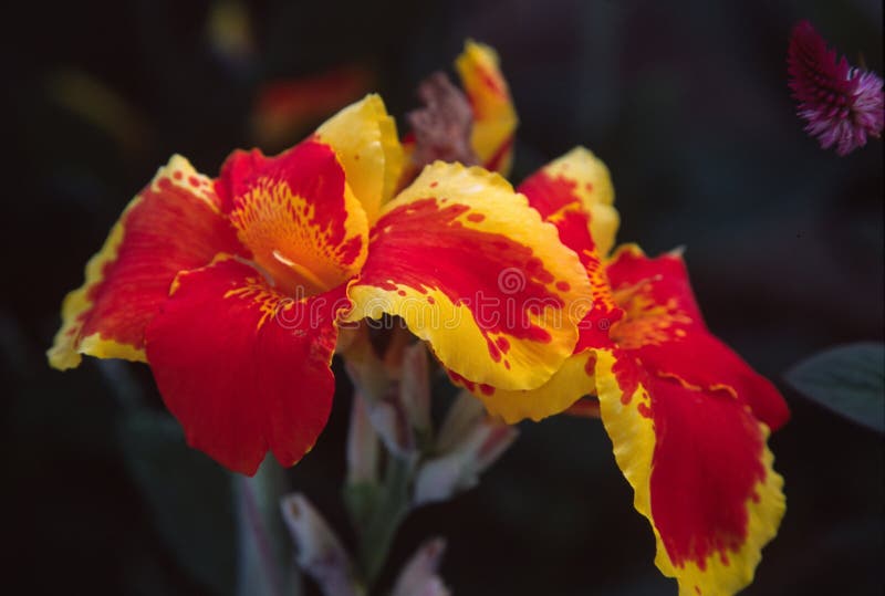 Flower in Panama stock image. Image of colon, travel, vacation - 1039599