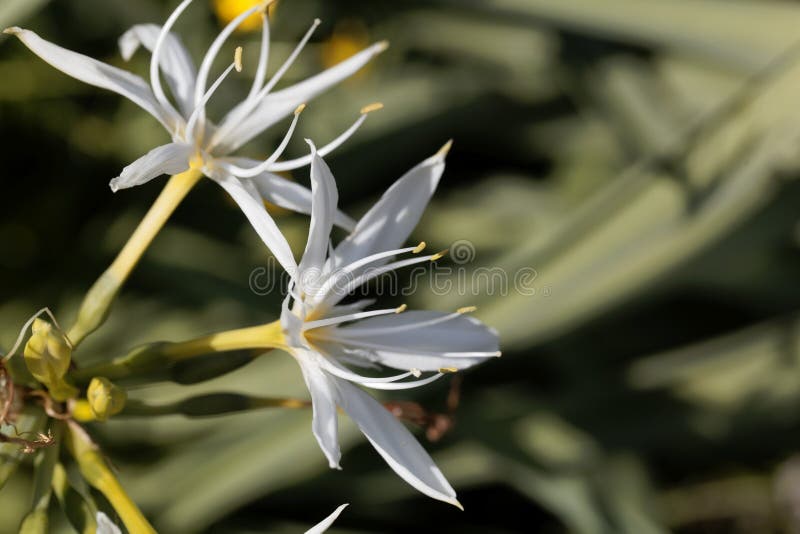 Flower of Pancratium Illyricum Stock Image - Image of ecology, bloom ...