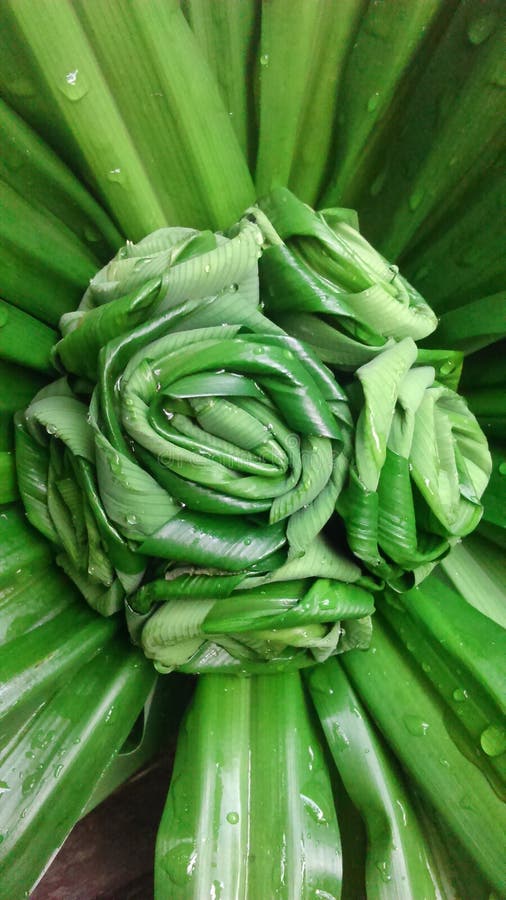 Rose Bunch from Folded Pandan Leaves Stock Image - Image of natural ...