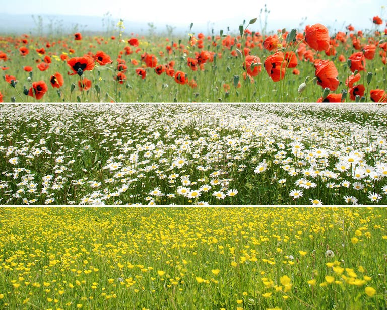 2,058 Outlook Flower Stock Photos - Free & Royalty-Free Stock Photos ...