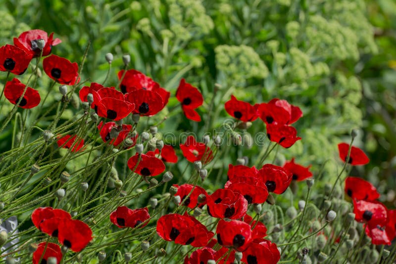 Flower of Papaver Commutatum, Ladybird Stock Image - Image of ...