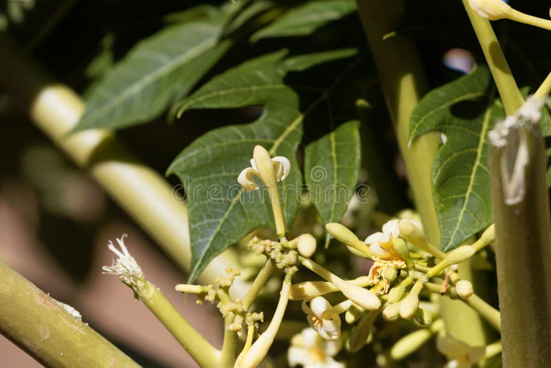 Flower of a Papaya tree stock photo. Image of macro - 104025940