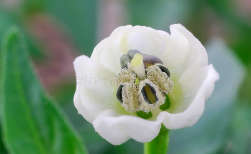 Flower of paprika stock photo. Image of flower, paprika - 5003706