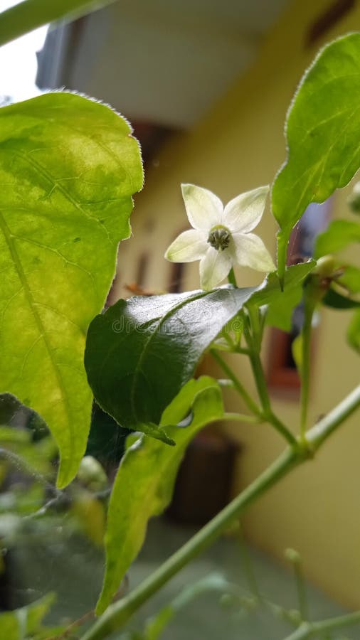Flower of Paprika Chilli Capsicum Annuum Stock Image - Image of paprika ...