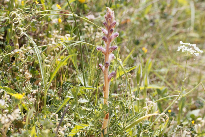 Flower of the Parasitic Plant Orobanche Pubescens Stock Image - Image ...