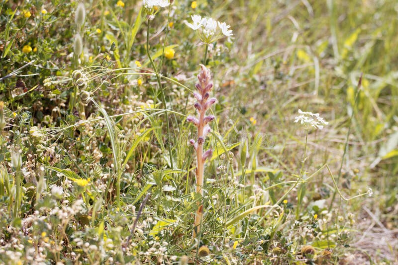 Flower of the Parasitic Plant Orobanche Pubescens Stock Image - Image ...