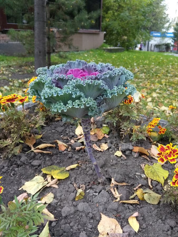 Flower stock image. Image of park, flower, rest, cute - 101299399