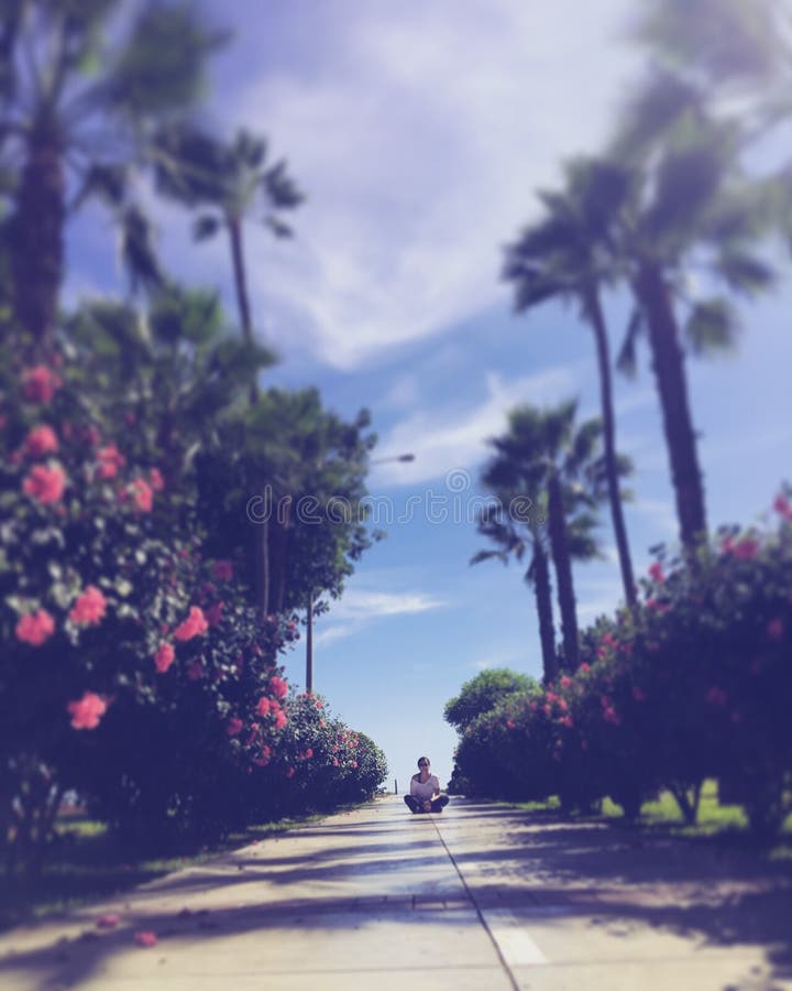 Flower park editorial stock photo. Image of flower, garden - 93775723