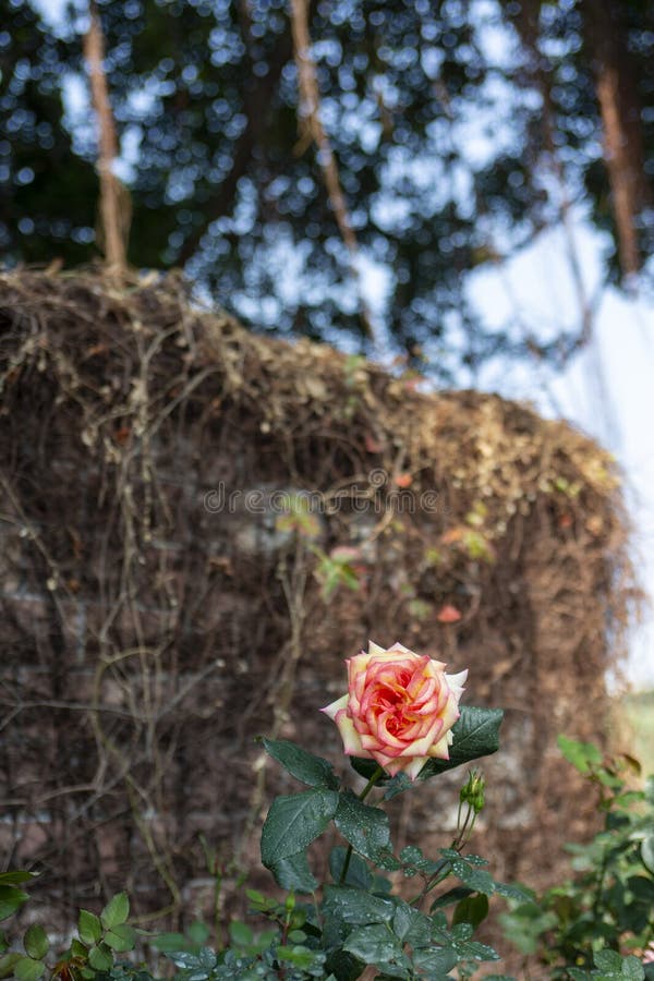 Flower stock photo. Image of spring, park, city, happy - 212192136