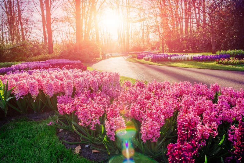 Flower in the park. stock photo. Image of holland, landscape - 57820774