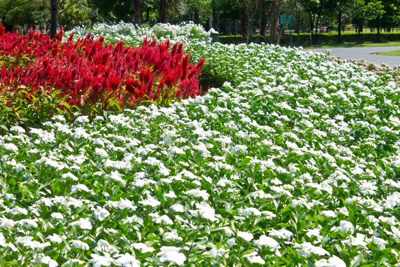 Flower park public stock image. Image of plant, public - 58928271
