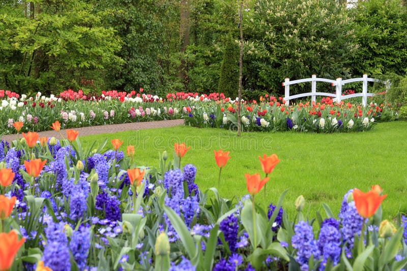 Flower park in spring stock photo. Image of keukenhof - 60104684
