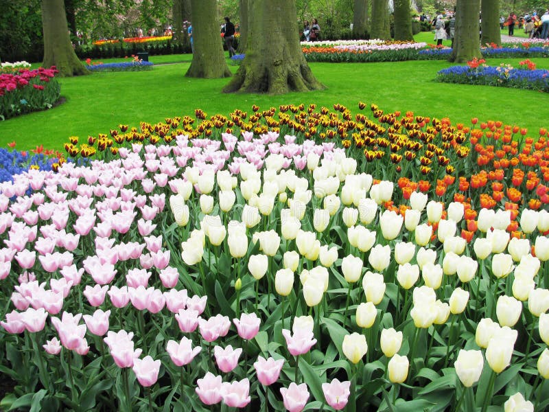 Flower park editorial photo. Image of park, tulips, flower - 65935506