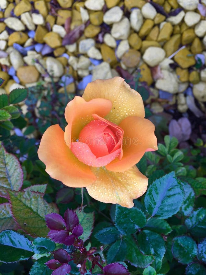 Young rose stock image. Image of flora, rose, plants - 113499715