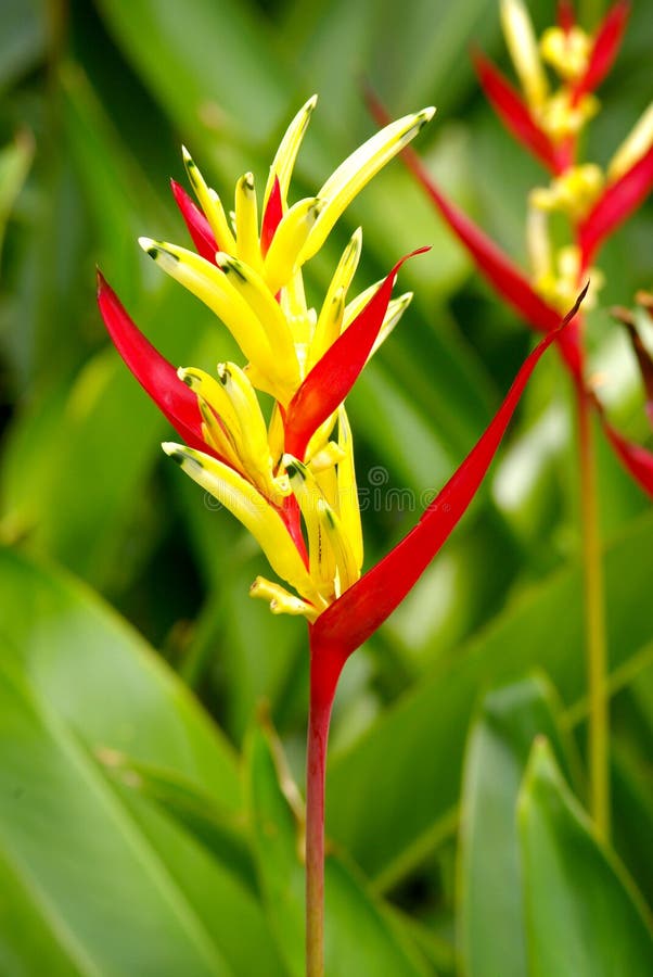 Flower: Parrot Heliconia stock image. Image of beautiful - 32718073