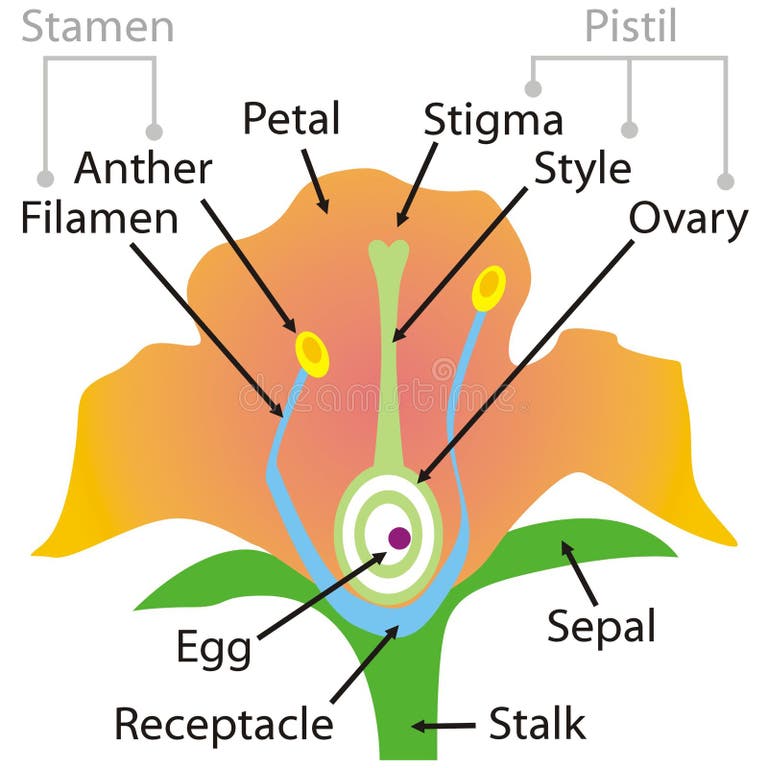 Flower parts stock vector. Illustration of plant, filamen - 4420811