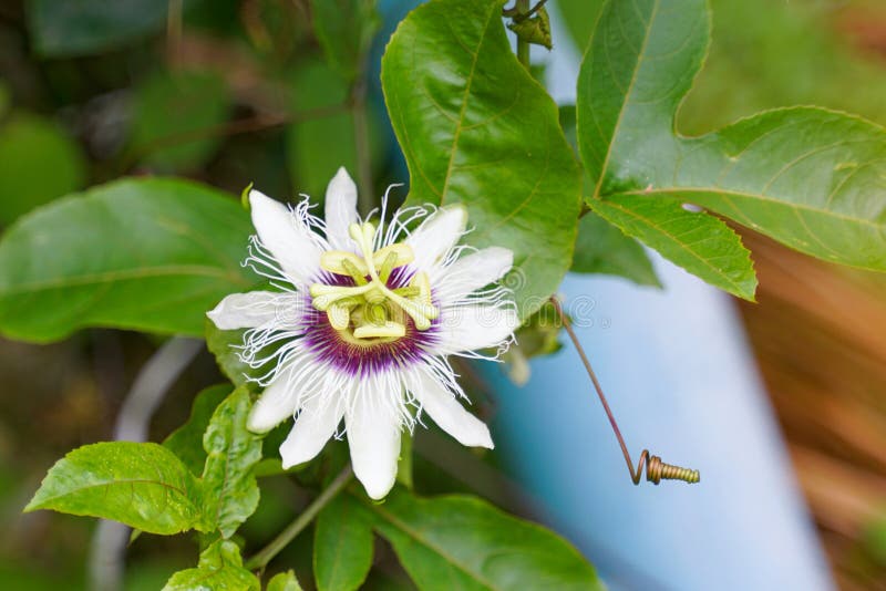 The Flower of the Passion Fruit Tree Stock Photo - Image of vegetarian ...