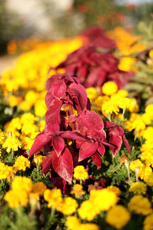 Flower patch stock photo. Image of framed, backgroung - 16023488