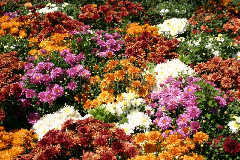 Flower Patch stock image. Image of flowers, arrangement - 20615