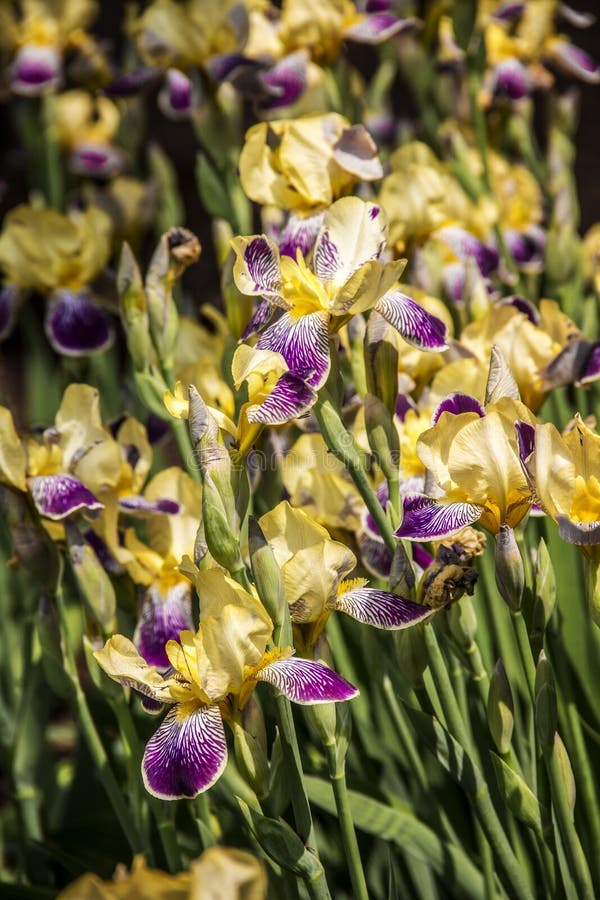 Flower Patch of Yellow and Purple Iris Stock Photo - Image of blossom ...