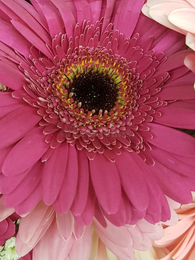 Patel Pink Roses in a Basket on White Wooden Table with Copy Space ...