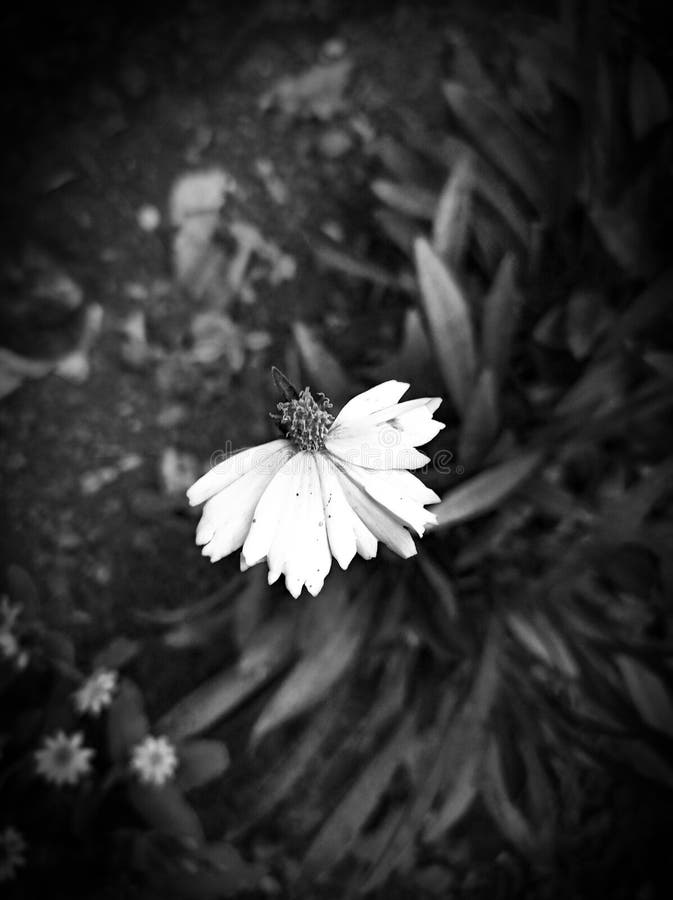 Flower Patel& X27;s Monochrome Stock Photo - Image of light, nature ...
