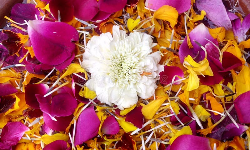 Flower patels stock photo. Image of plant, patels, spring - 49816620