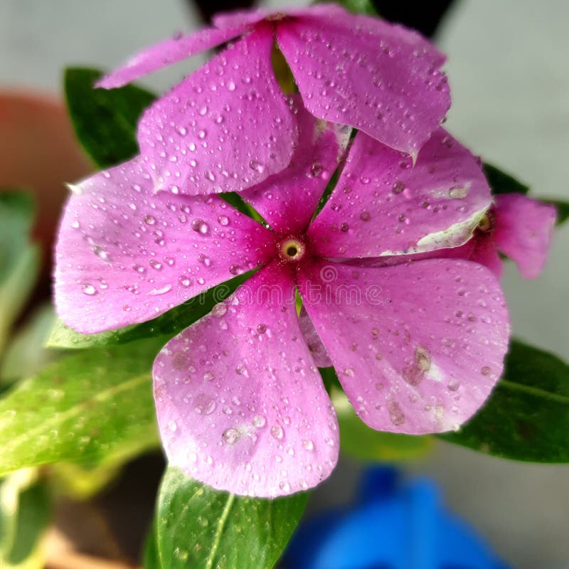 Flower patels stock photo. Image of plant, patels, spring - 49816620