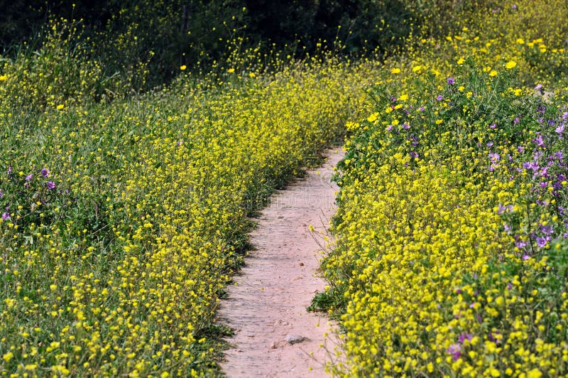 Flower path stock image. Image of green, outdoor, plant - 15637773