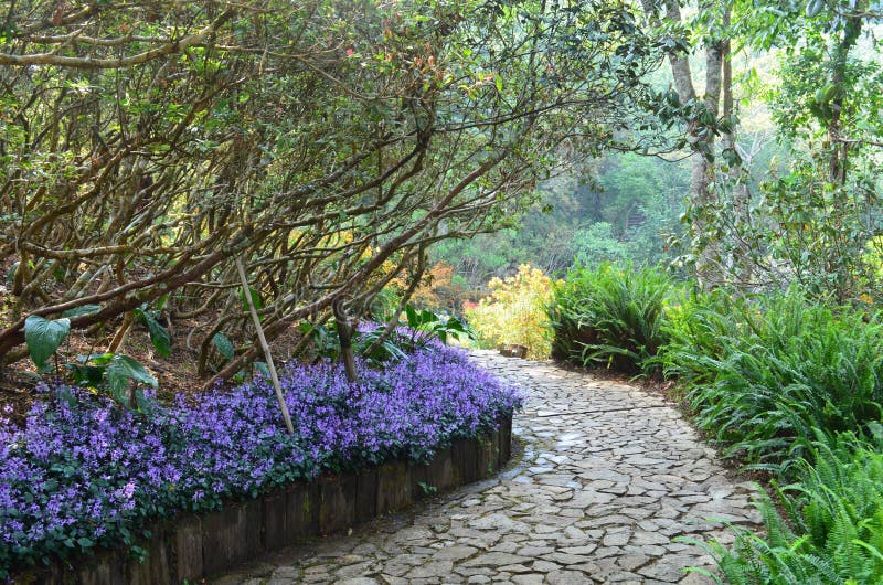 Flower Path stock photo. Image of tropical, flowers, purple - 40079658