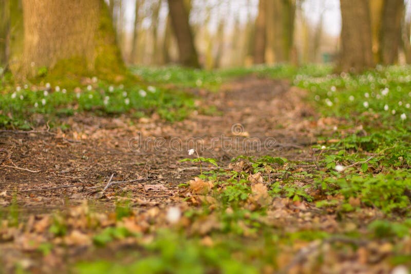 Flower path stock photo. Image of flowers, petals, bush - 143854802