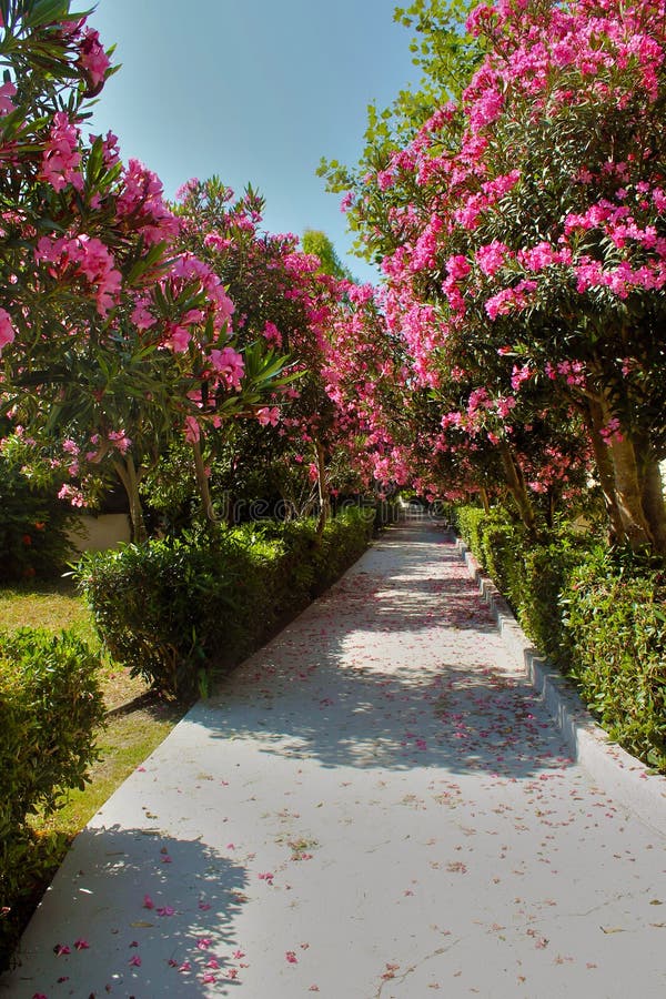 Flower path stock photo. Image of rose, green, holiday - 67782592