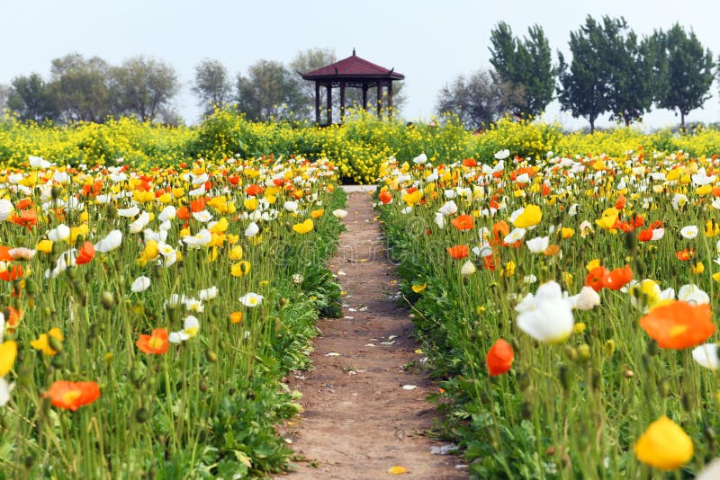 Flower and path way stock image. Image of blooming, nature - 184687781