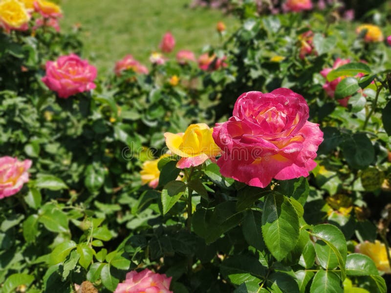 Botanical Garden of Lyon France Stock Image - Image of bloom, rose ...