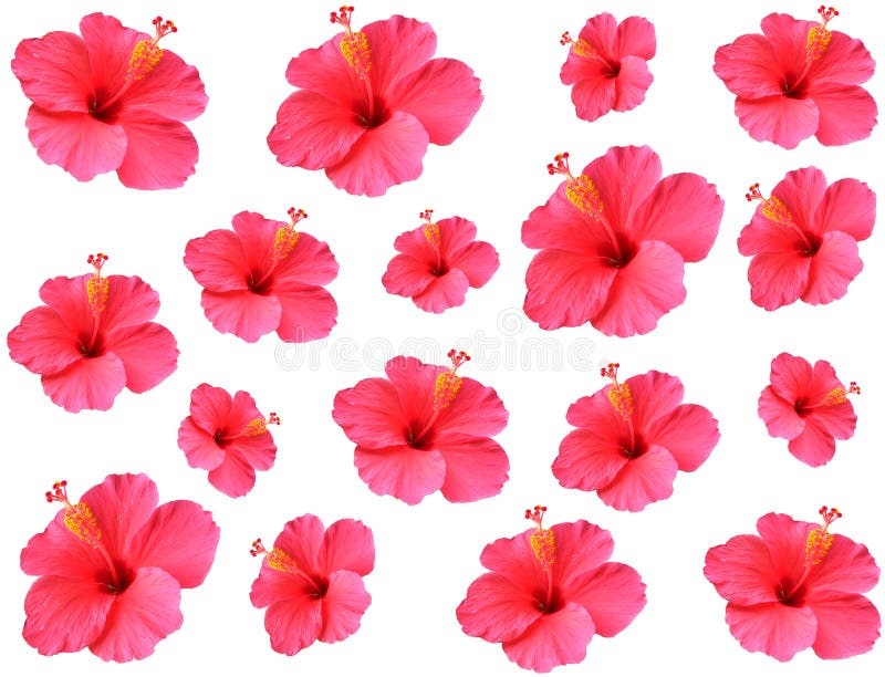 Flower pattern hibiscus stock image. Image of beautiful - 98568909