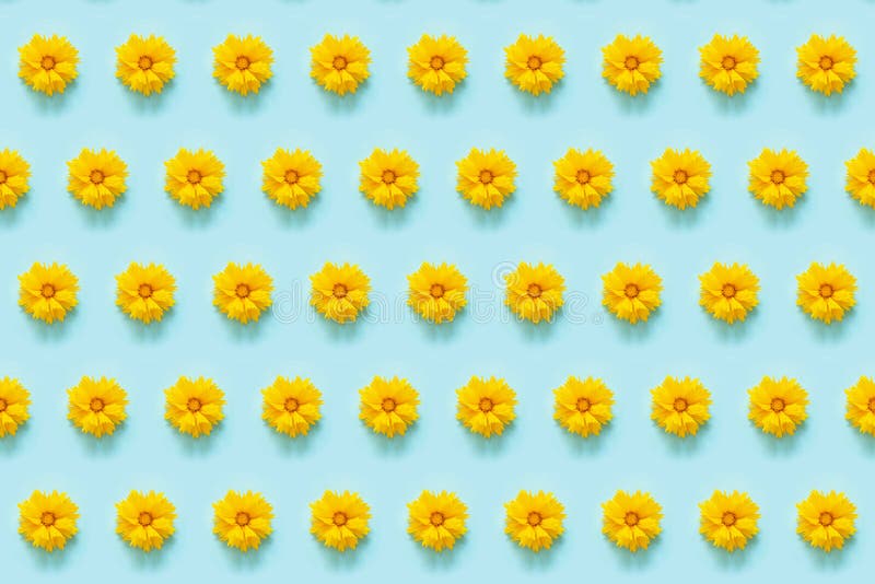 Flower Pattern. Natural Yellow Flowers on Blue Background Stock Photo ...