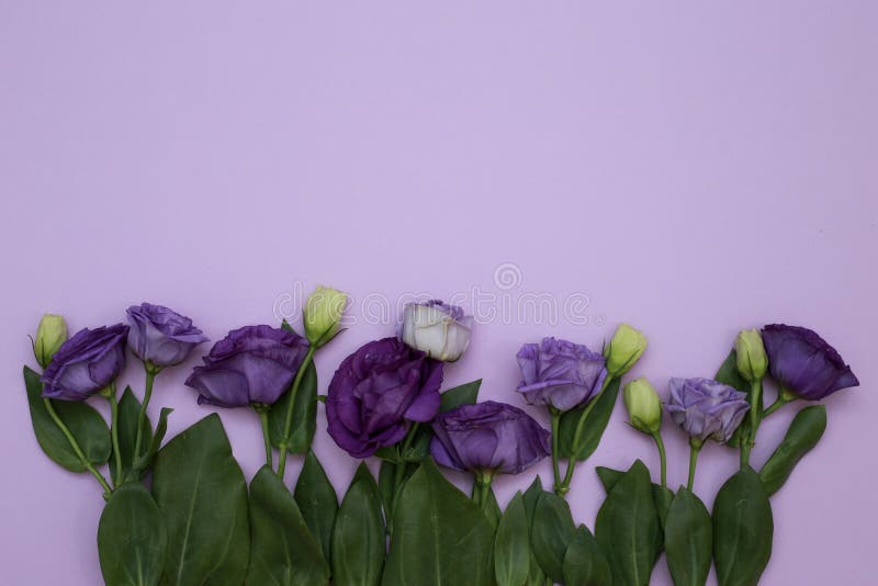 Flower Pattern Top View on Color Paper for Background Stock Photo ...