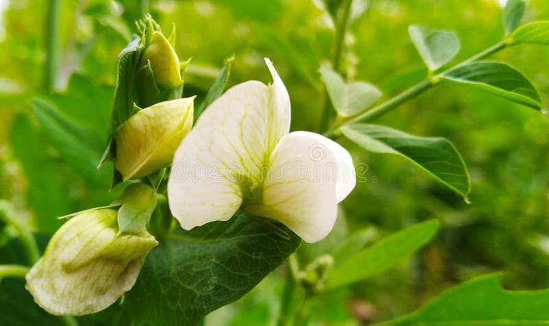 Flower of pea stock image. Image of produce, fruit, shrub - 207629497