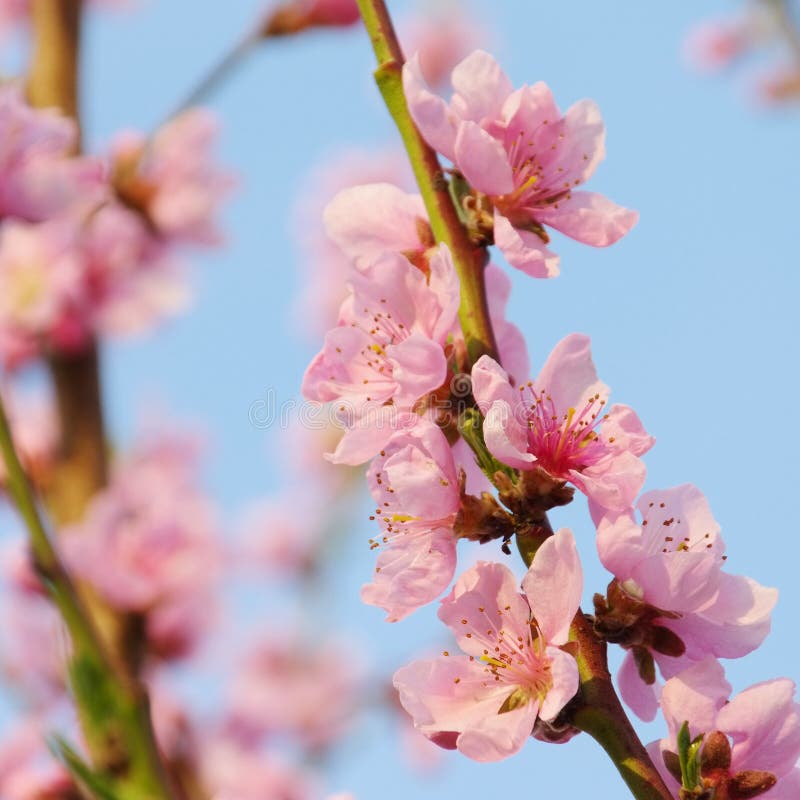 Flower from peach tree stock photo. Image of tree, twig - 39441190