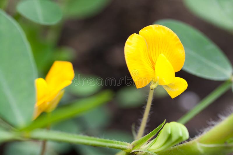 Flower of peanuts stock photo. Image of outdoor, plant - 64211322