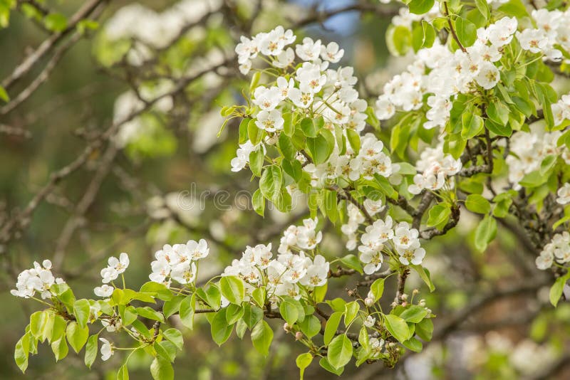 Flower Pear Tree in the Garden Stock Image - Image of pear, apple ...
