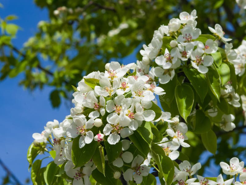 Flower of Pear Tree, Pyrus Communis, Close-up on Bokeh Background ...