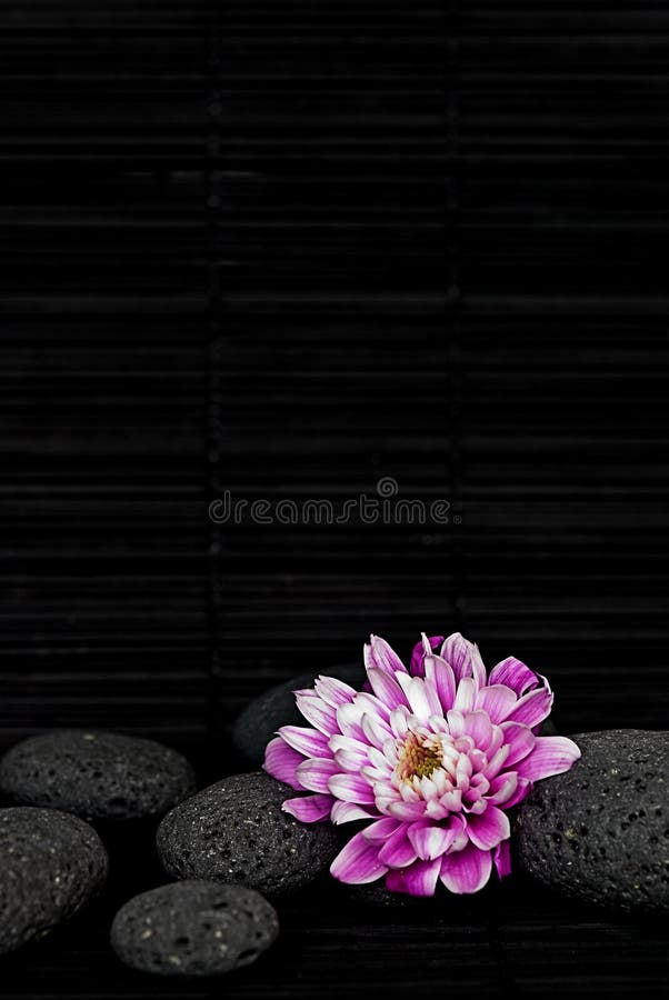 Flower and pebble stock image. Image of detail, pebble - 10604287