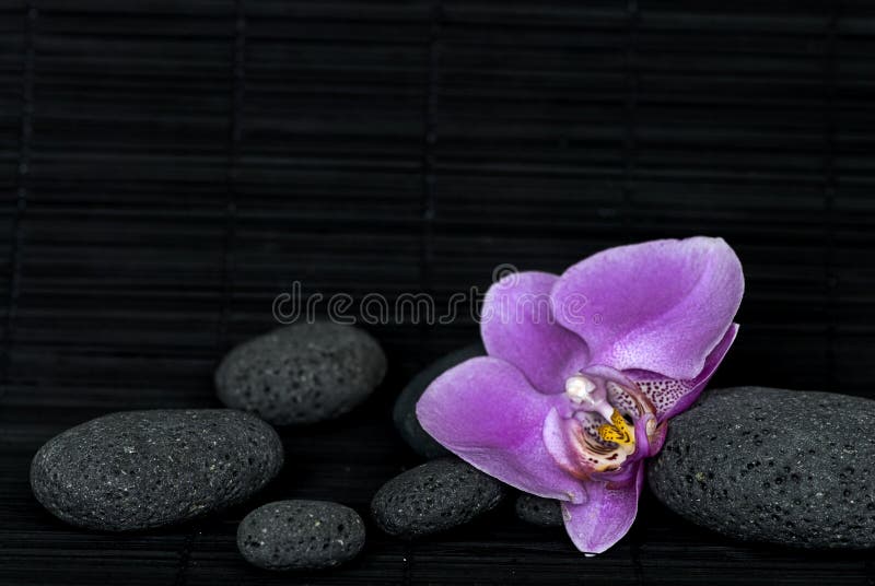 Flower and pebble stock image. Image of black, pink, nature - 10805485
