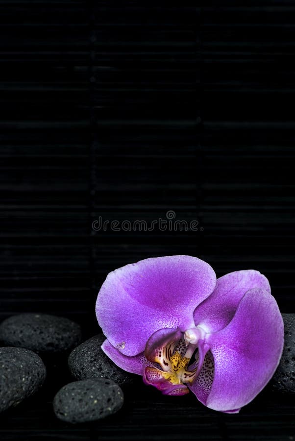 Flower and pebble stock image. Image of purity, natural - 10933445