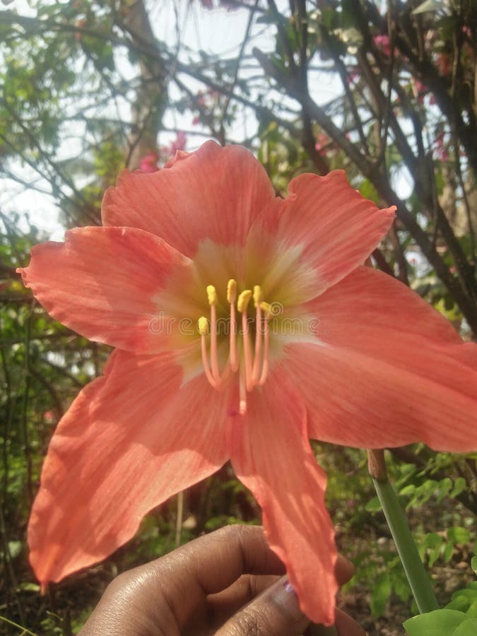 Peculiar flower stock photo. Image of catalunya, barcelona - 97428596