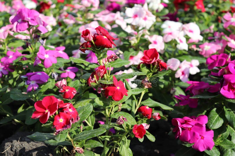 Flower stock image. Image of flower, peep, beautiful - 141613951